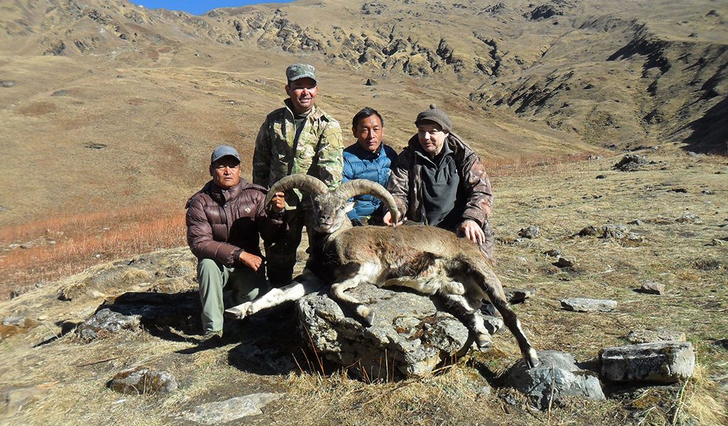 Bluesheep Hunting in Nepal - Hunting in Nepal