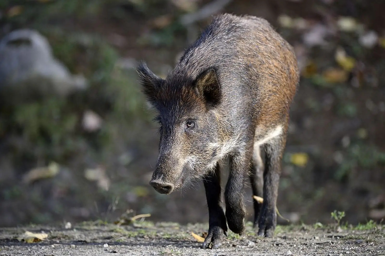 Wild Boar Hunting in Nepal - Hunting in Nepal
